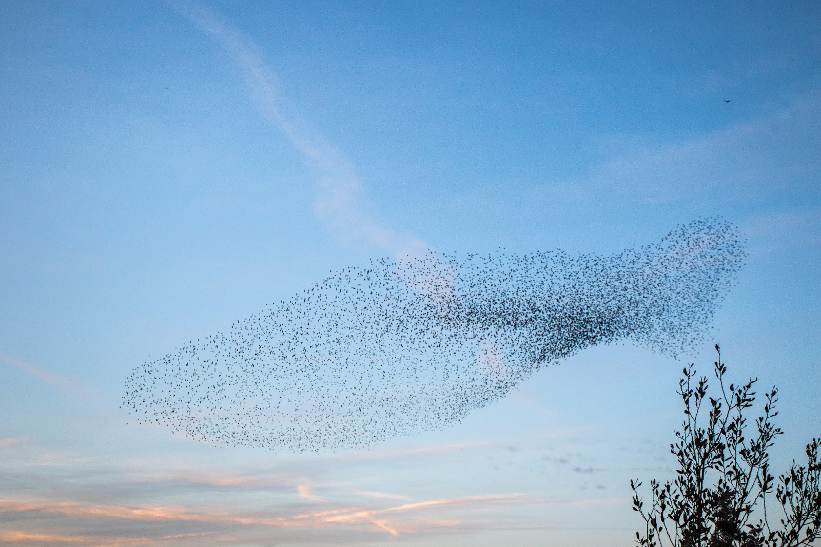 TrogTrogBlog: More murmuration magic