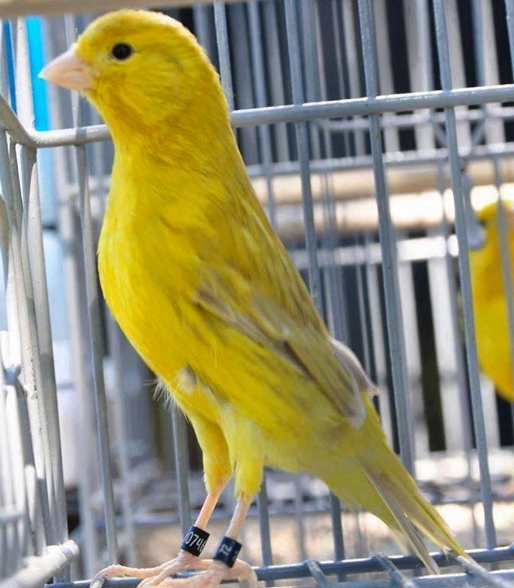 les canaris: Le Canari