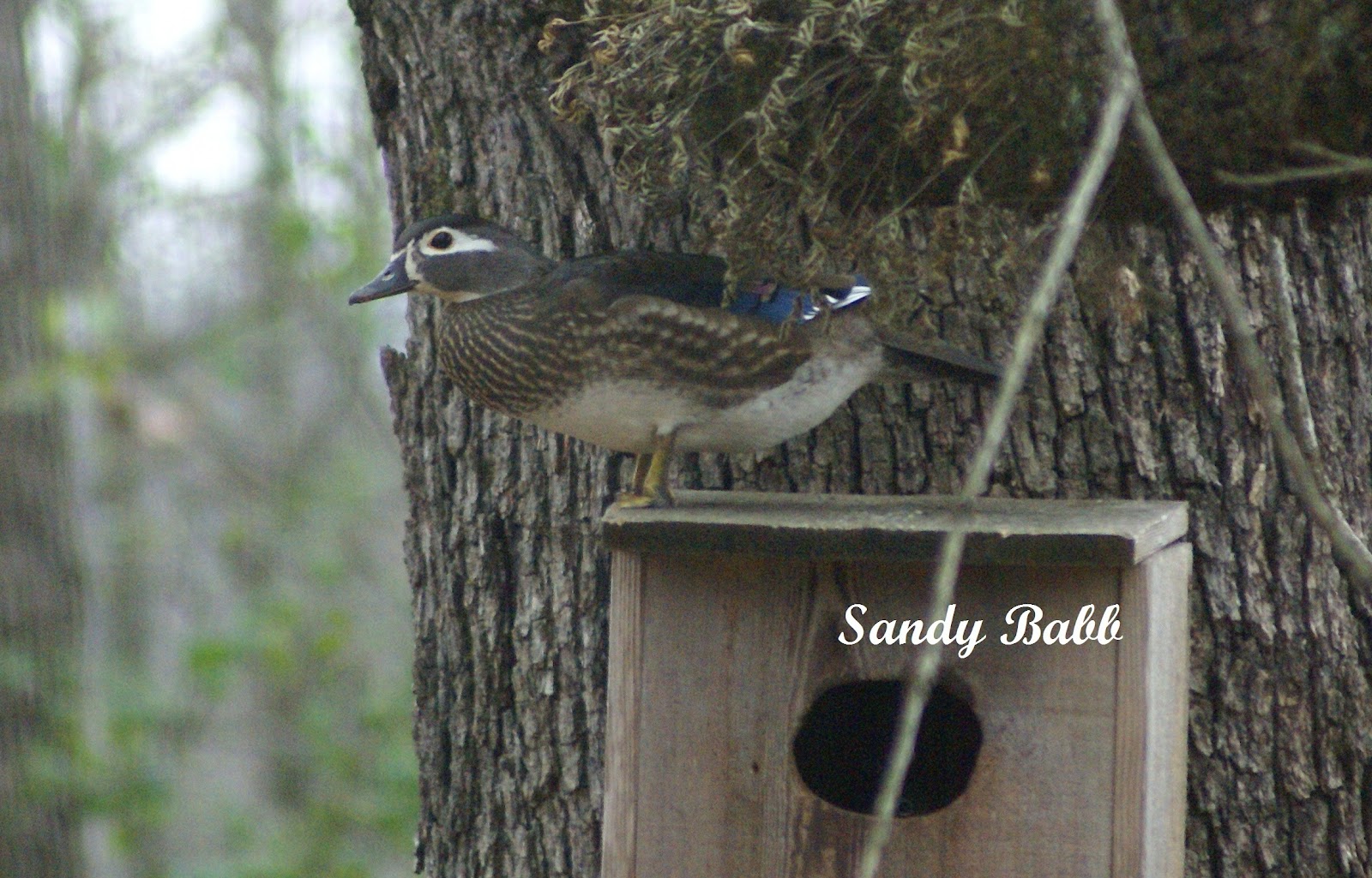 Quill Cottage: BIRD WATCHING...