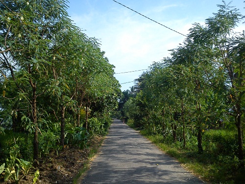 TANAMAN TURI UNTUK TAMBAHAN PENGHASILAN | Tips Petani