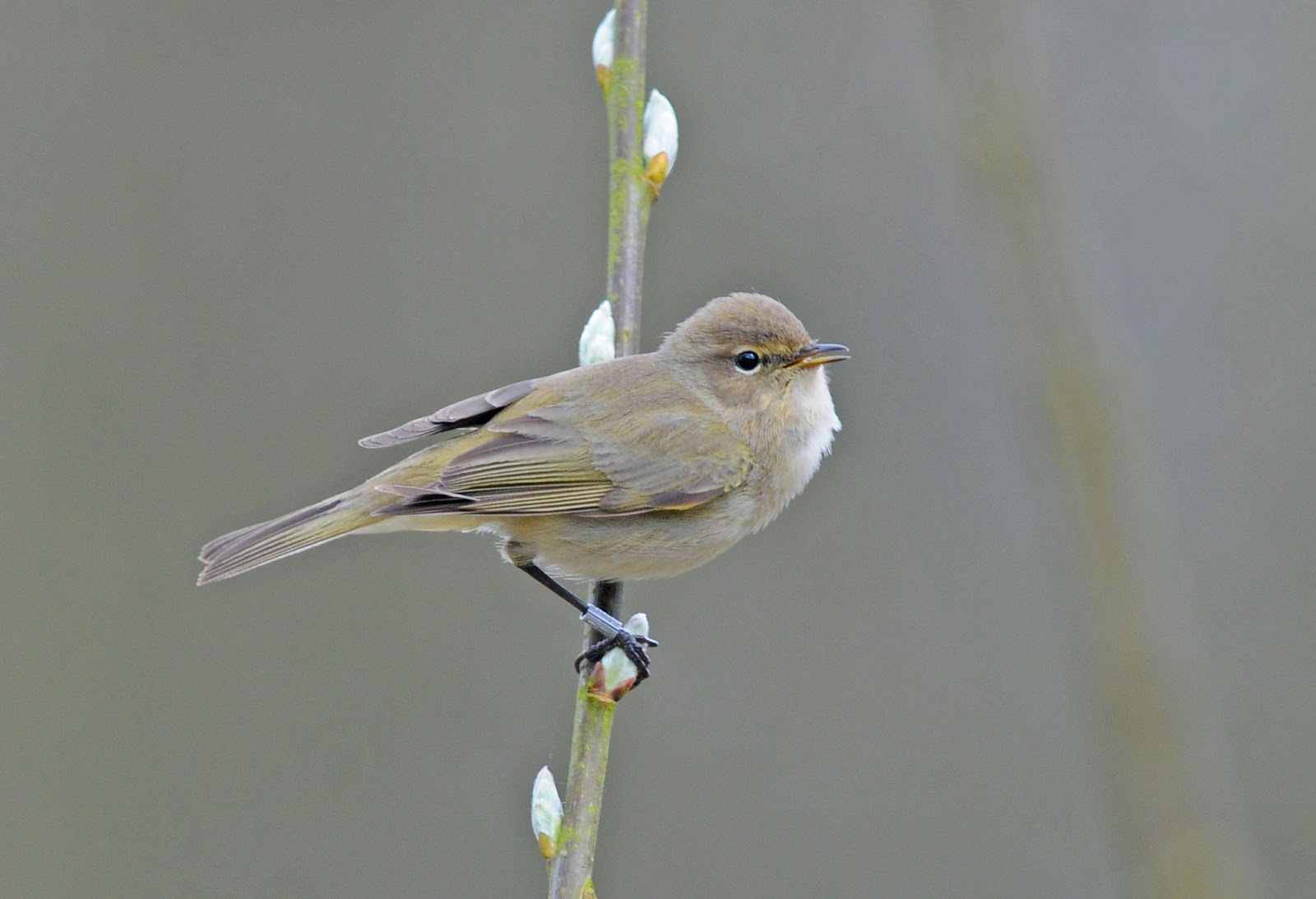 Bill's Birding: Phylloscopus Photography