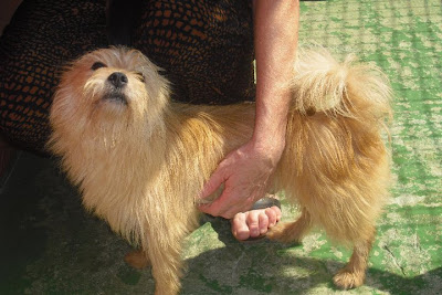 NOBLE GALGO: PRECIOSA MINI PERRITA A LA ESPERA DEL SACRIFICIO-MÁLAGA