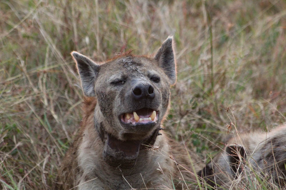 Notes From Kenya: MSU Hyena Research: Goin' Courtin'