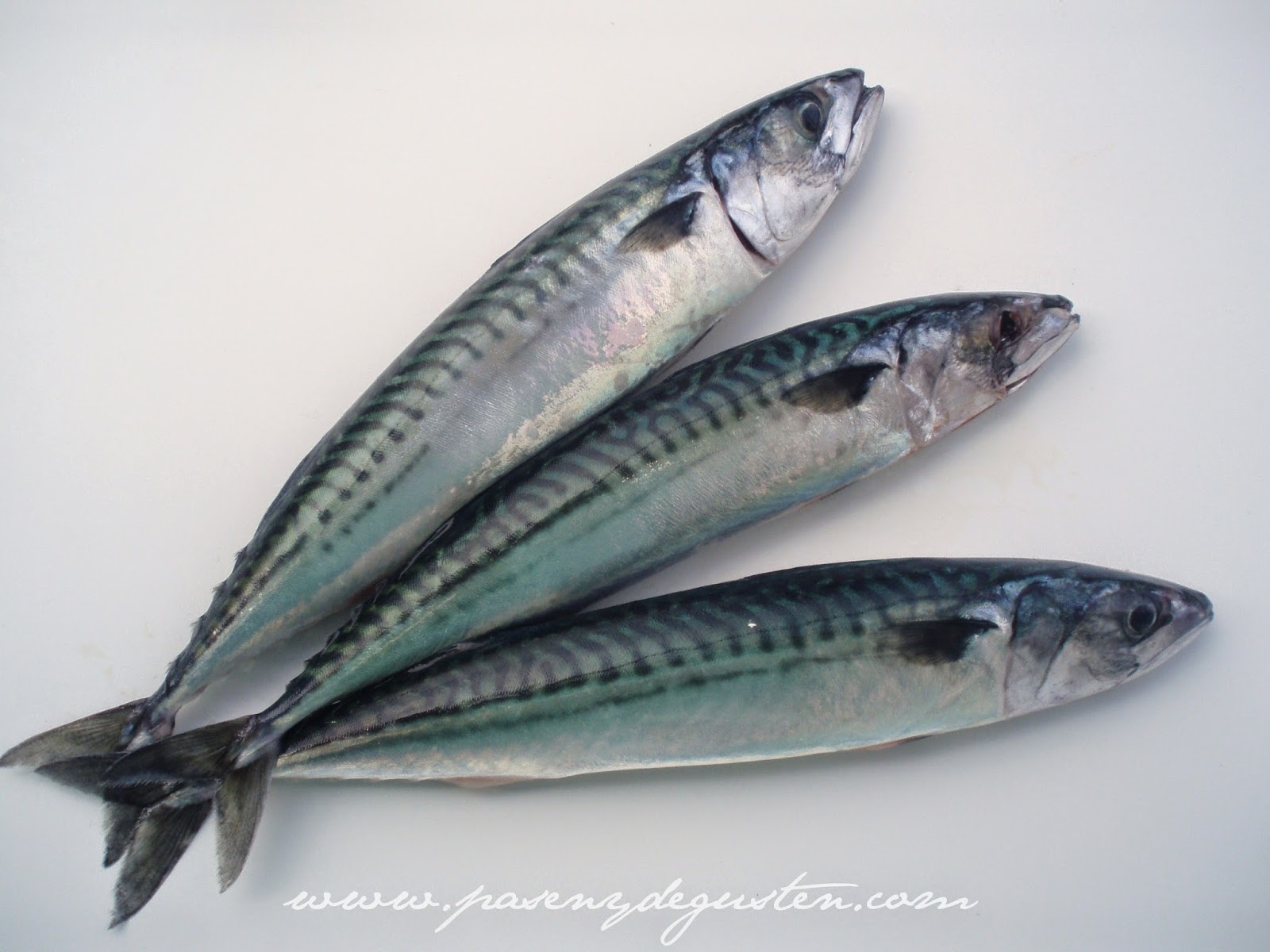 SARDA A LA CAZUELA - PASEN Y DEGUSTEN