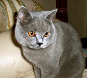 British Shorthair Cat Breed Images | Beautiful Cat Pictures