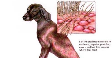 dog skin problems: Symptoms and Treatments For Dog Skin Diseases
