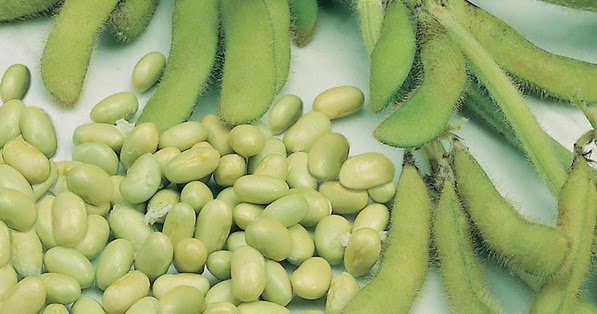 SEJARAH TANAMAN KEDELAI | BERTANAM KEDELAI