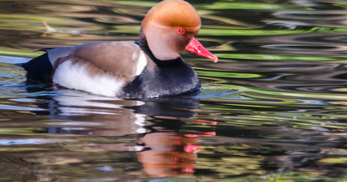 FOTOGRAFIA Y FILATELIA II: PATO ROJO