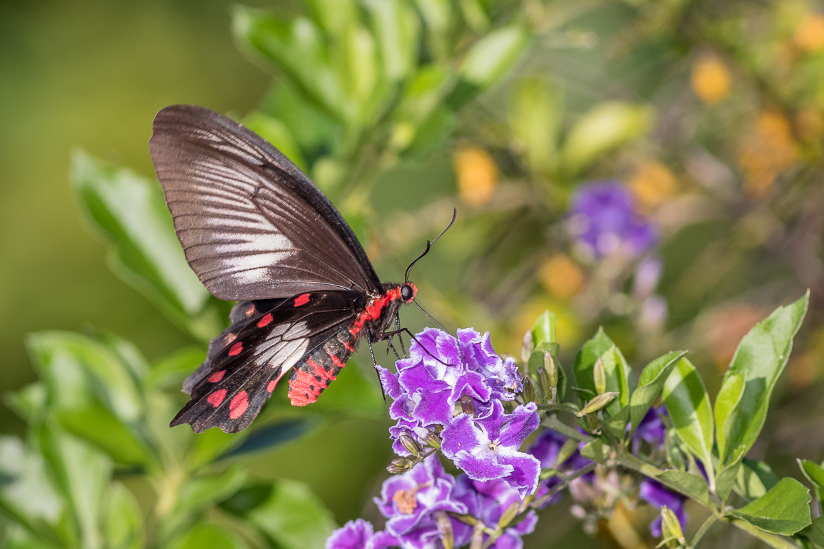WILD TROPICAL QUEENSLAND: Butterflies