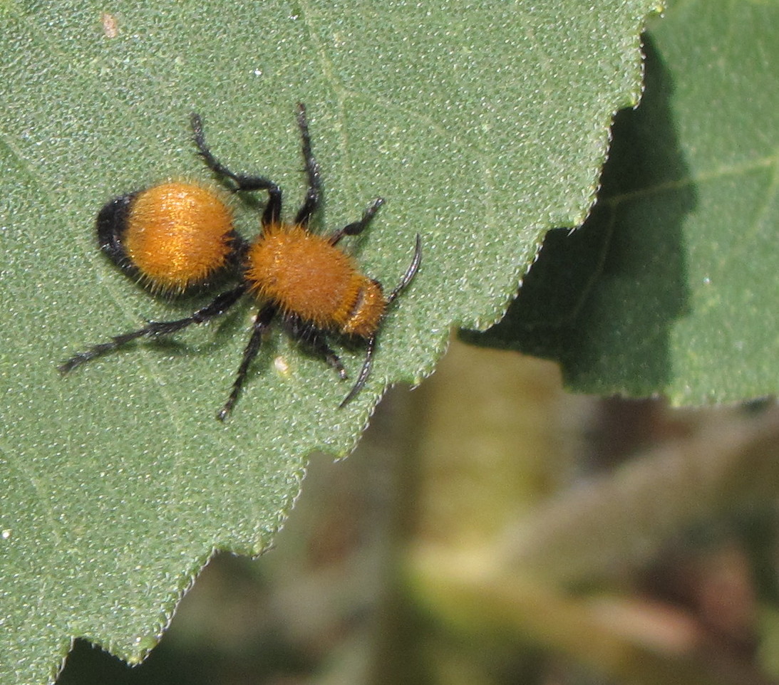 Bug Eric: Wasp Wednesday: Dasymutilla bioculata