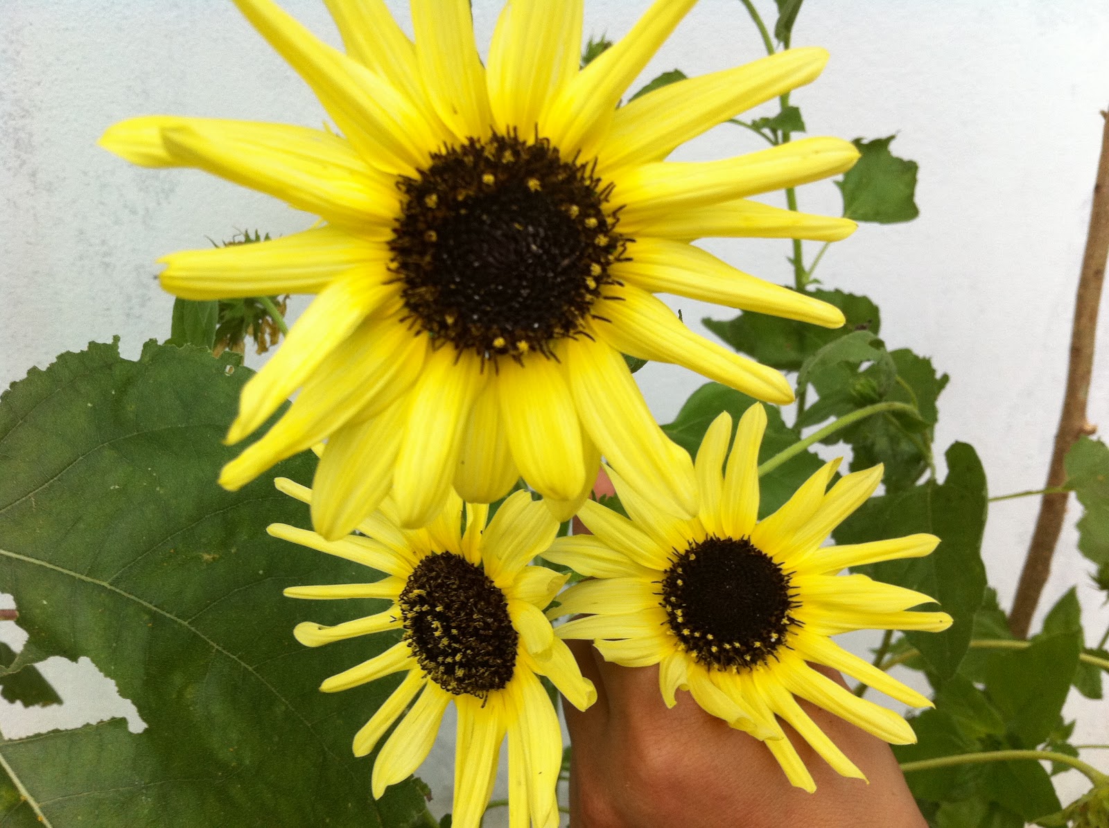 My Experimental Garden: Italian white sunflower