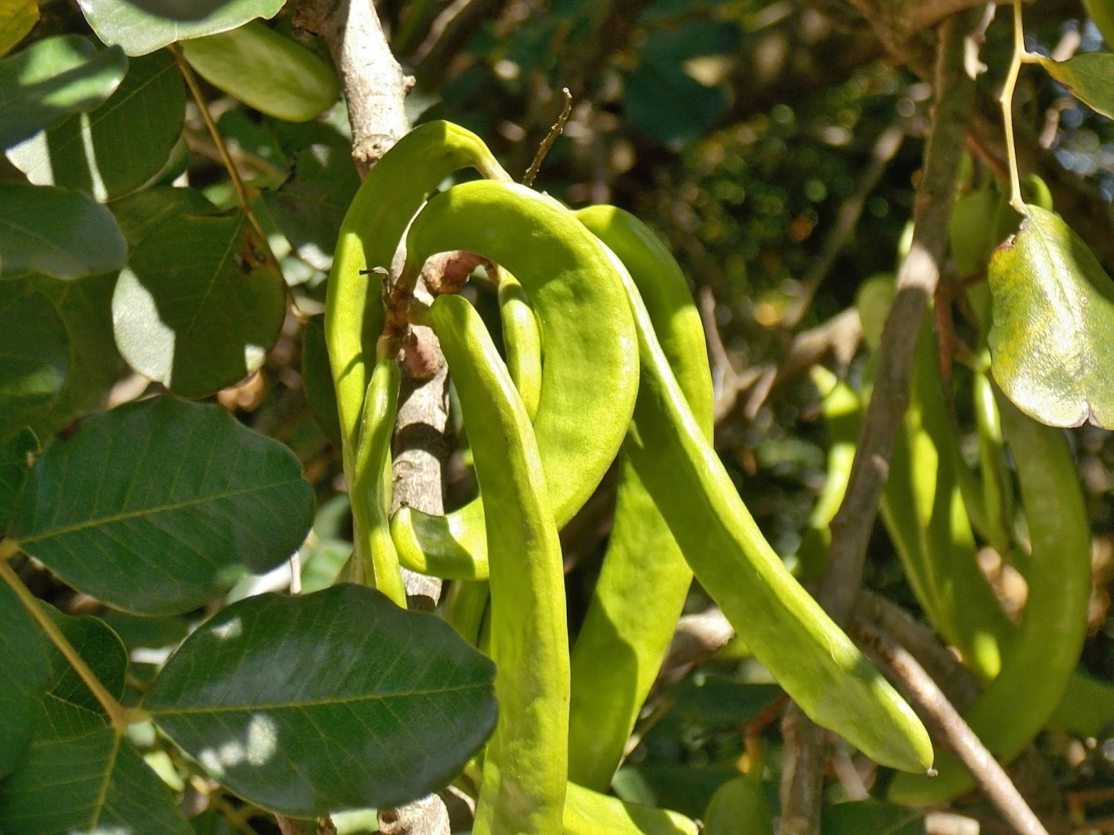 Ceratonia siliqua L.