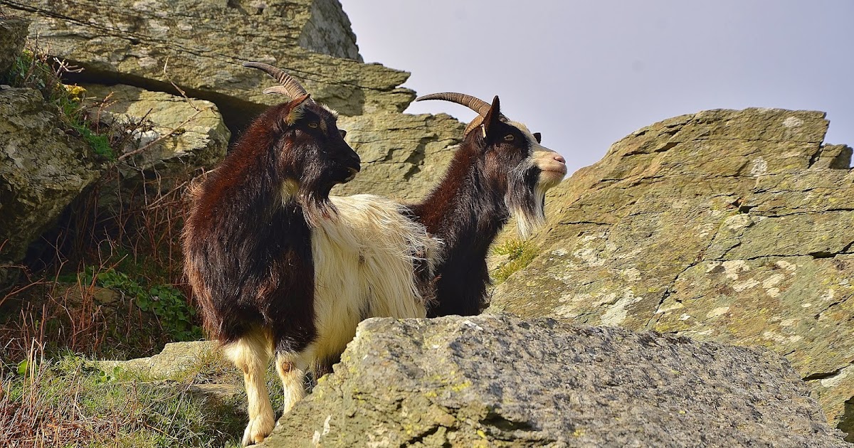 St Vincent Guest House, Lynton: The Lynton Goats