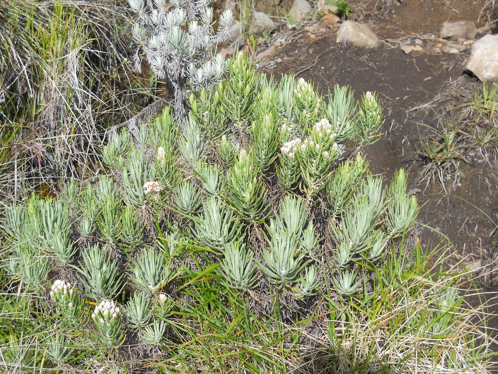 Beautiful Edelweis Anaphalis Javanica ~ archilesandri