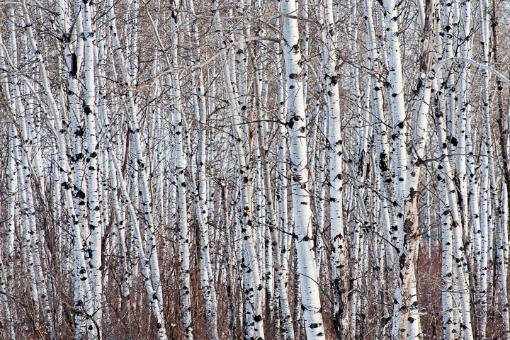 Carla Dyck Photography: Bunches of Birch