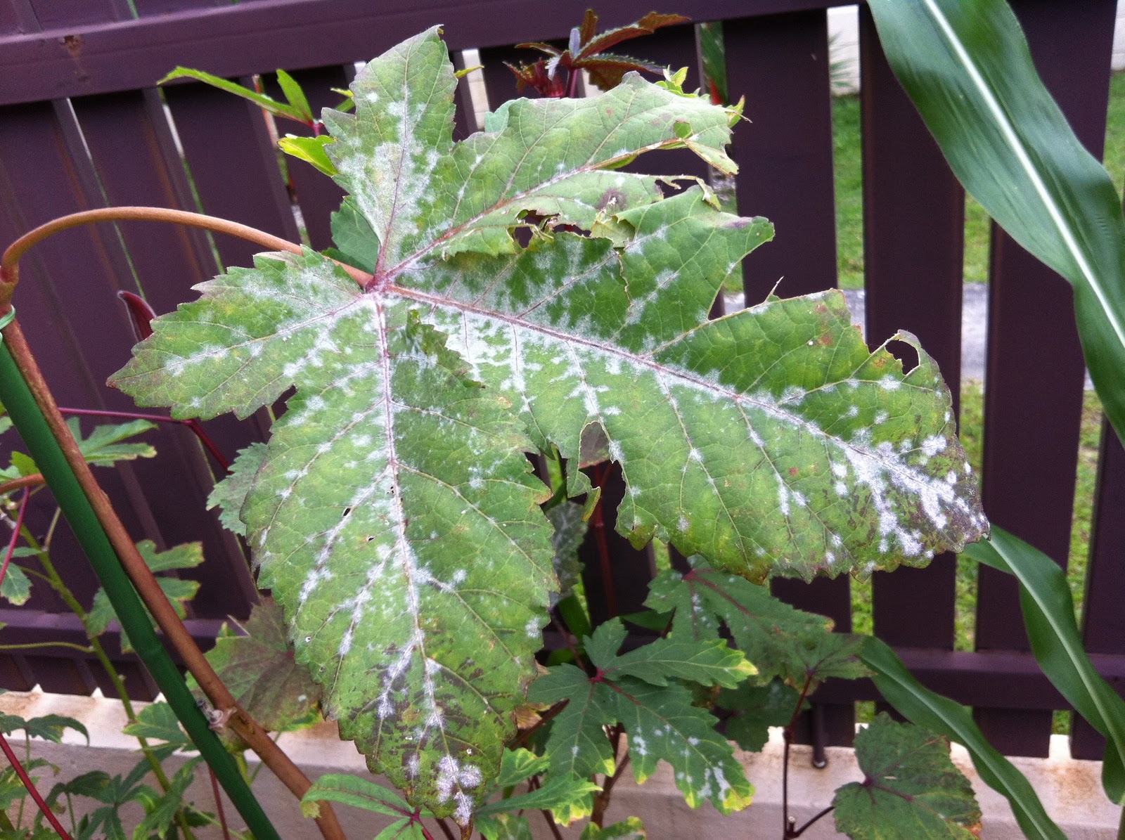 The Right to Be Alive: Container Garden - An Update