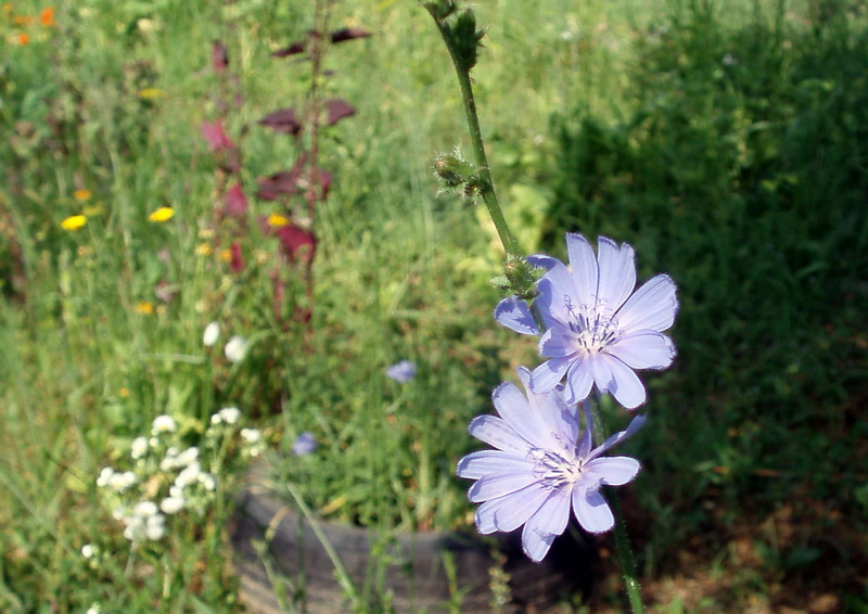 Blogul Simonei: Cicoare
