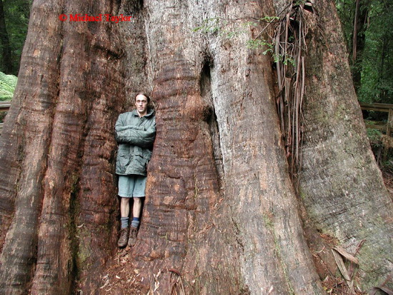 THE WORLD GEOGRAPHY: 10 Tallest Trees on the Earth