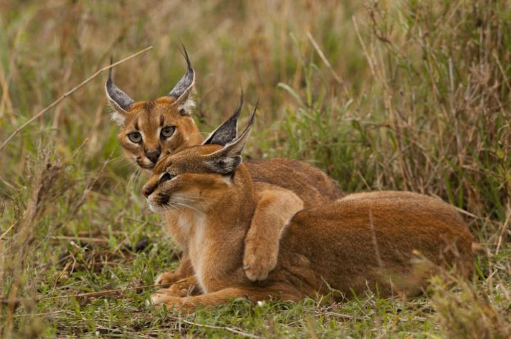 CARACAL CAT photos - wallpapers (ανανεωμένο) | the fun bank