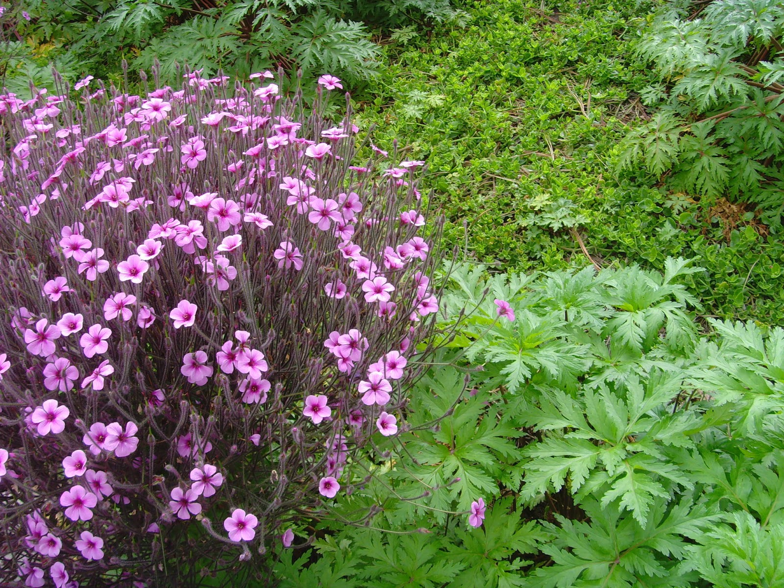 STEVEN SMITH LANDSCAPE INC Fun With Plant Identification February 2013 steven-smith-landscape-inc-fun-with-plant-identification-february-2013