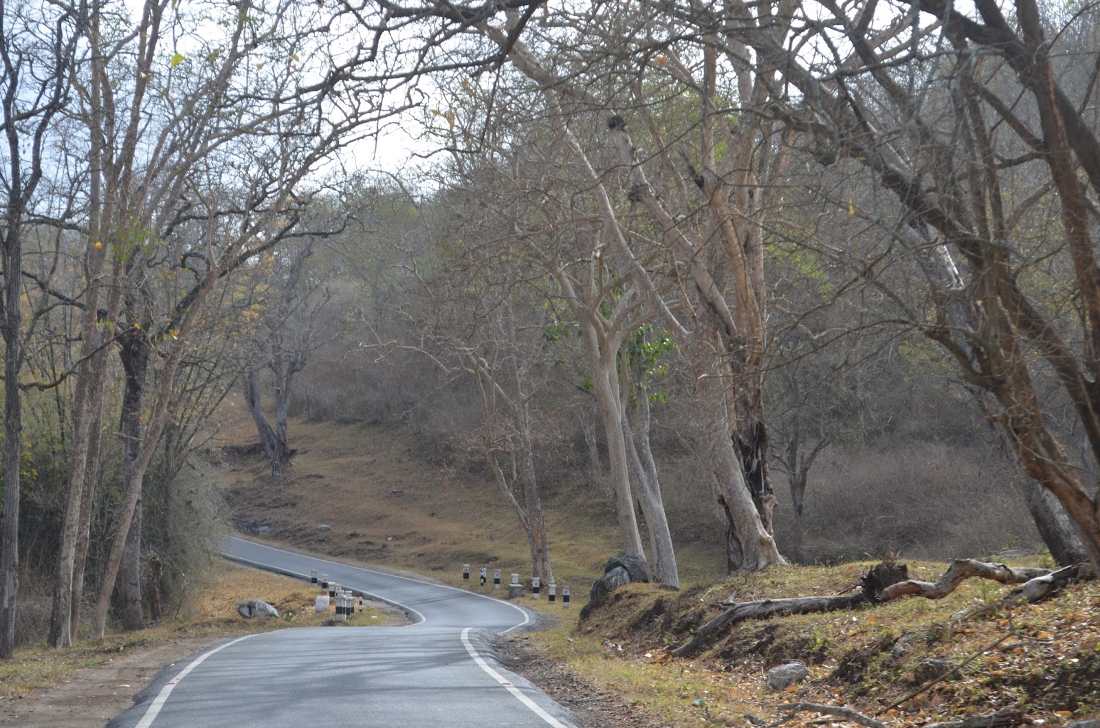 A ride into Forest : Wayanad- Muthanga - Berambadi - Bandipur ...