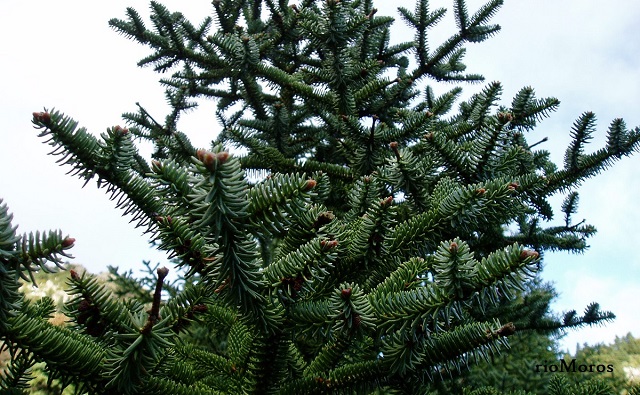 PINSAPO: Abies pinsapo | Plantas rioMoros