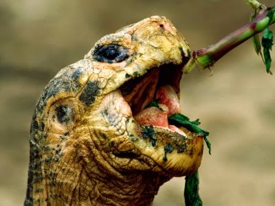 Las tortugas: ¿Qué comen las tortugas?