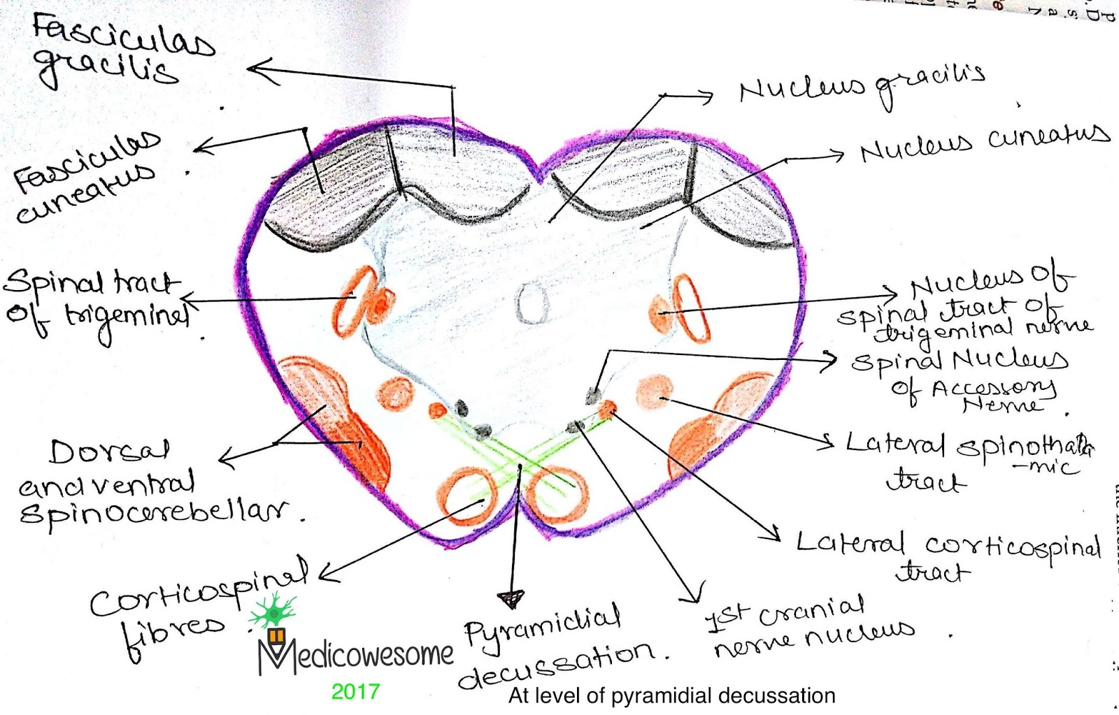 Medicowesome: Medulla (Fun Mnemonic Diagrams)