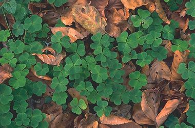 EL TREBOL Y SUS CUALIDADES MAGICAS Y MEDICINALES INF.