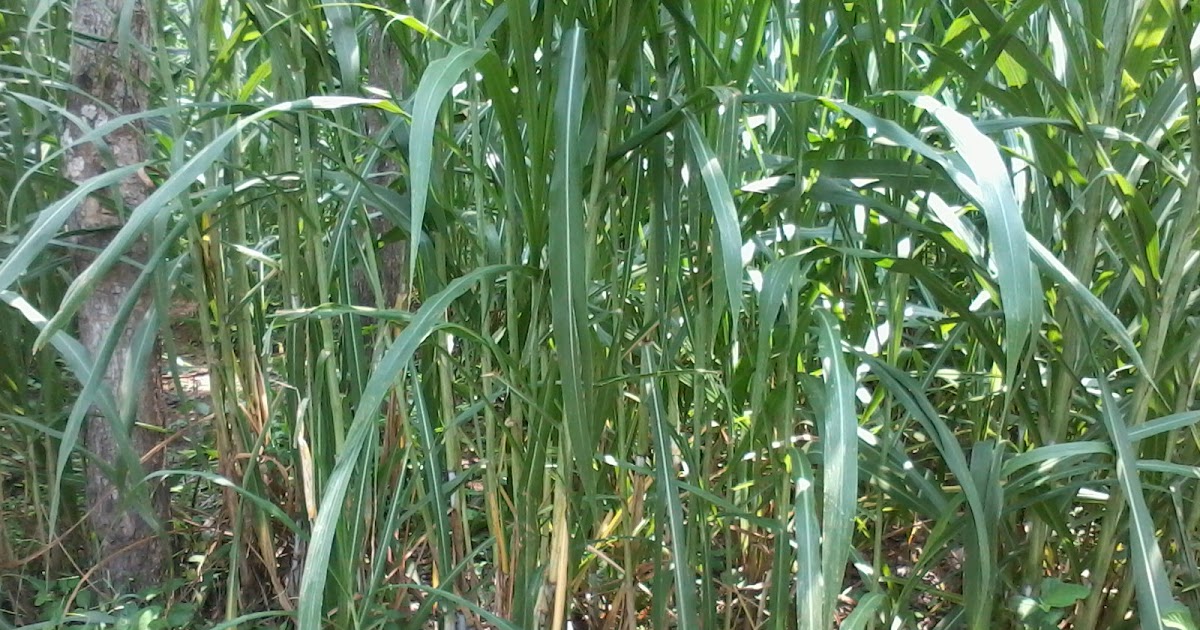 Bibit Rumput Gajah king grassTaiwan (Kolonjono) ~ JUAL RUMPUT TAMAN DAN ...