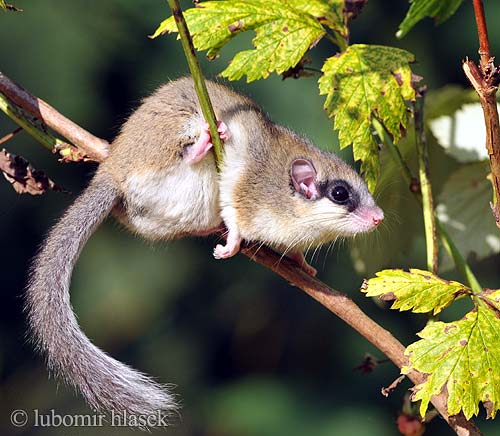 Animali di Potere: Ghiro, Animale di Potere e Totem