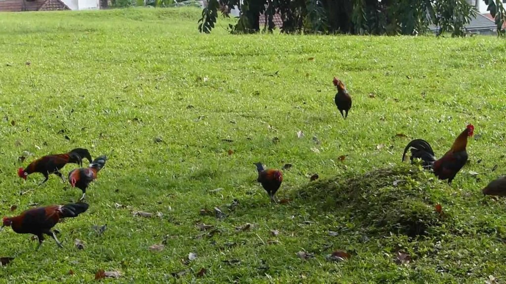 Under The Angsana Tree: Chicken-culling saga in Year of the Rooster