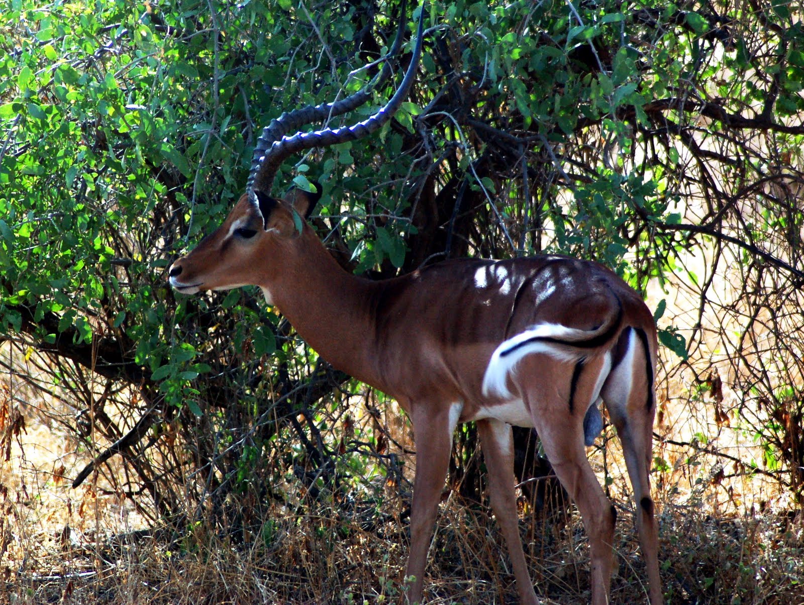 Imagination Lane: The A - Z April Challenge: I