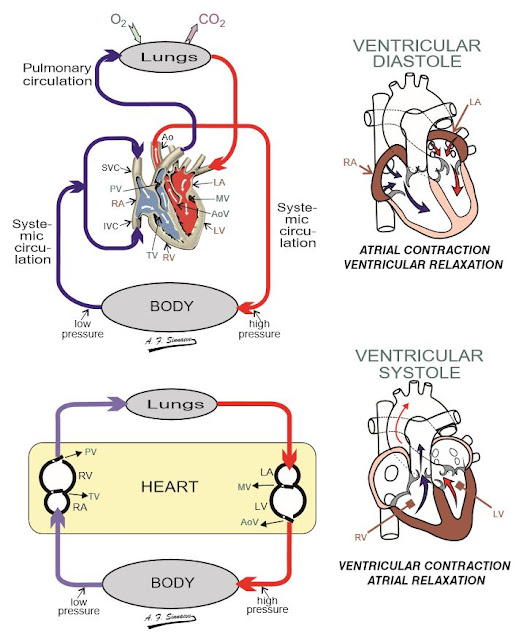 Knowledge Class: Blood Circulation – The Heart in Action