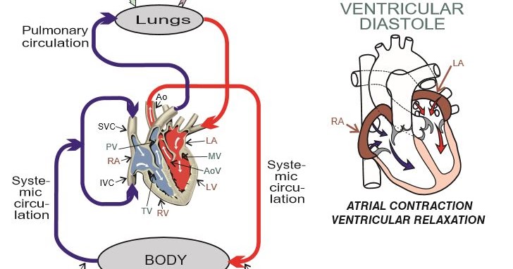 Knowledge Class: Blood Circulation – The Heart in Action