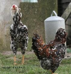 Breed Savers: Russian Orloffs