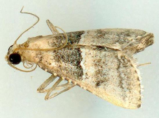 Almella Frass Moth - Insects Morphology