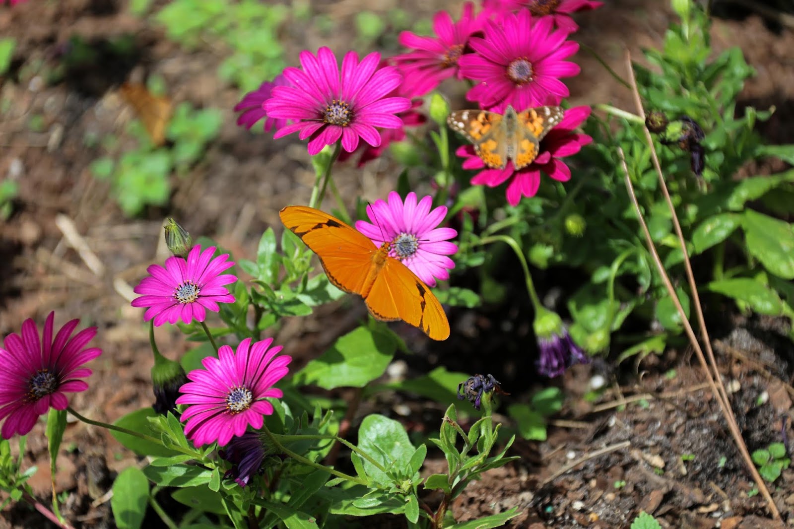 My Kampah: 4/11/19 GreenBrook Garden