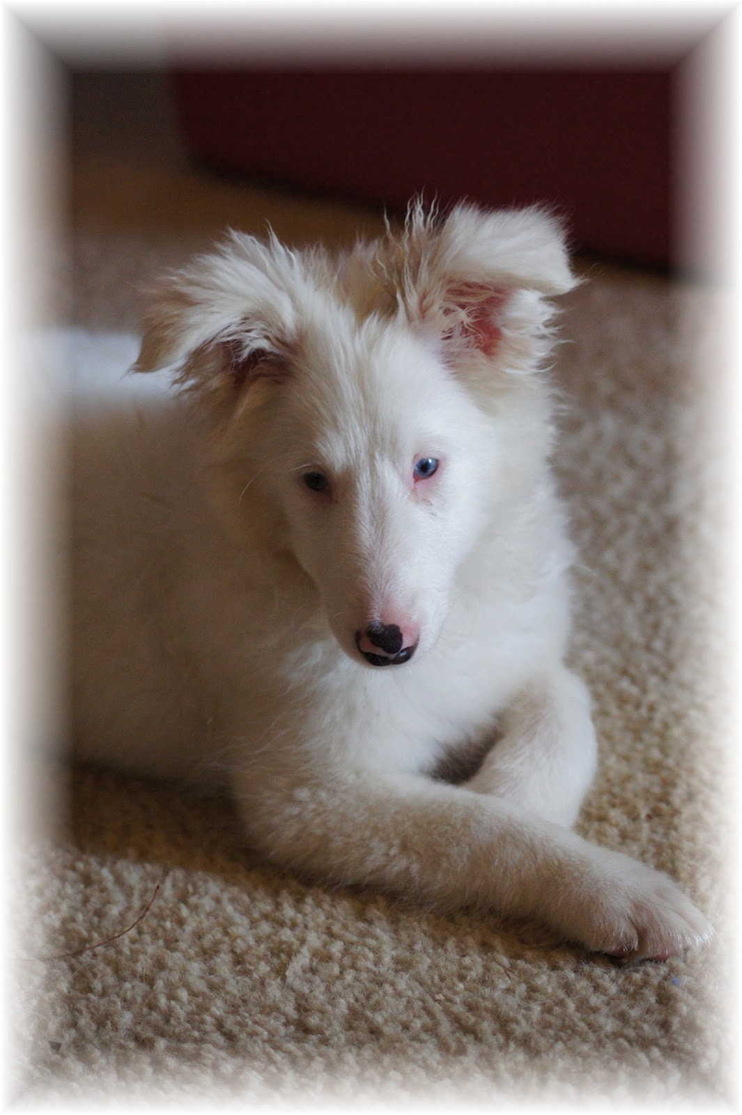 Lethal White Border Collie