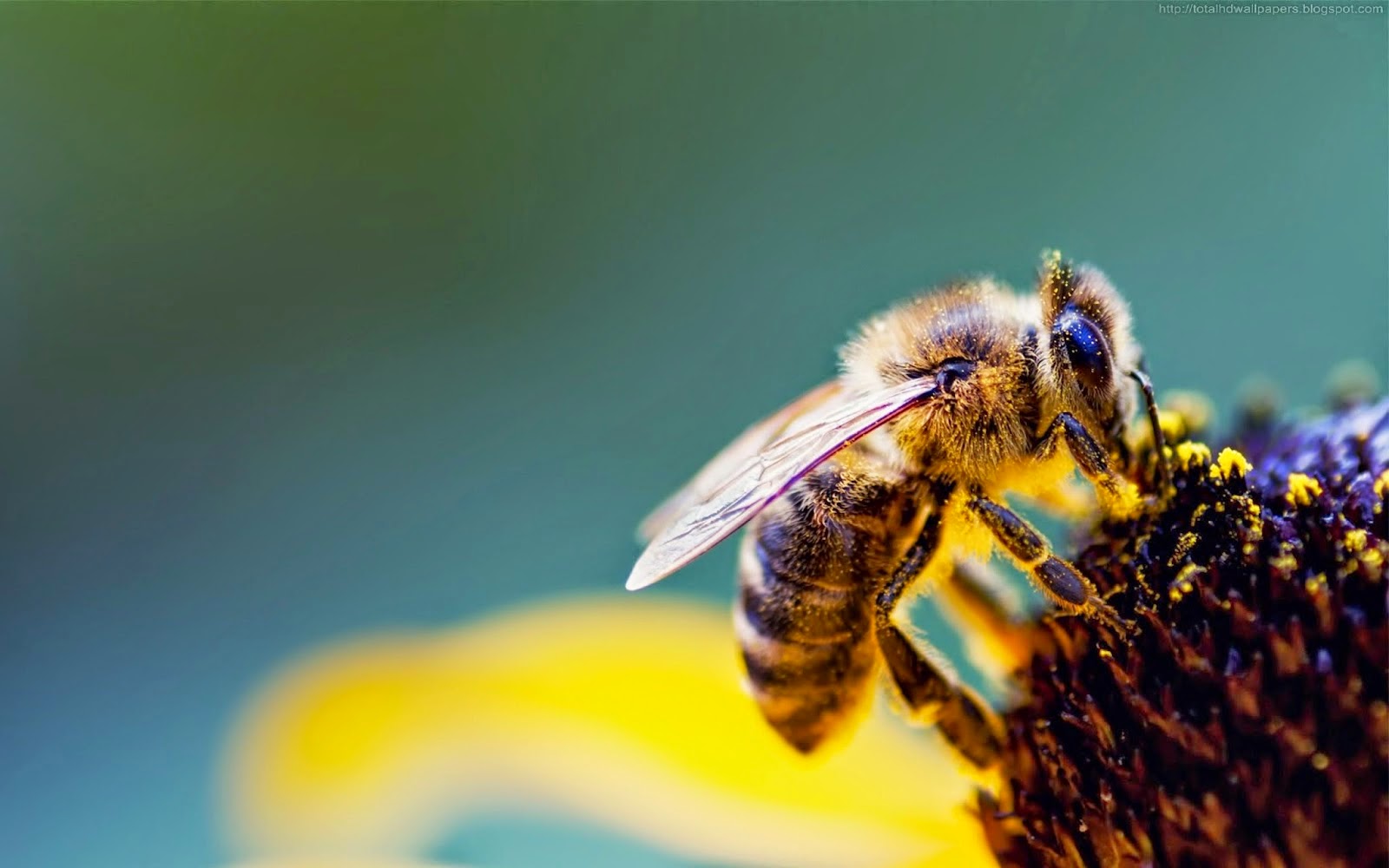Beautiful Wallpapers: Bee HD Wallpaper