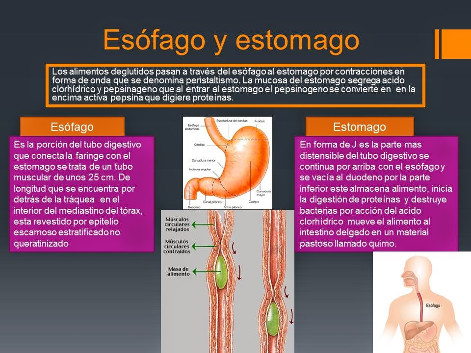 blogg de fisiologia uas Cesar Geronimo Angulo Ramirez: Esófago y estomago