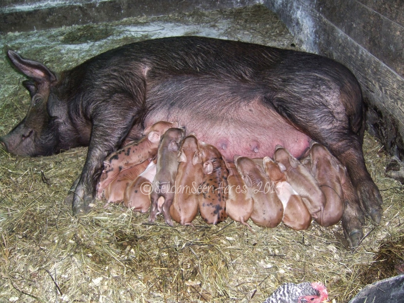Seldom Seen Acres: The baby pigs have arrived!