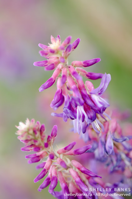Prairie Wildflowers: Two-grooved Milk Vetch on a Prairie Bluff