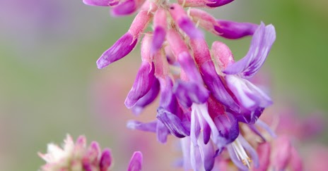 Prairie Wildflowers: Two-grooved Milk Vetch on a Prairie Bluff
