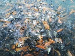 Materi Tertayang Penyuluhan Perikanan: PENANGANAN HAMA DAN PENYAKIT ...