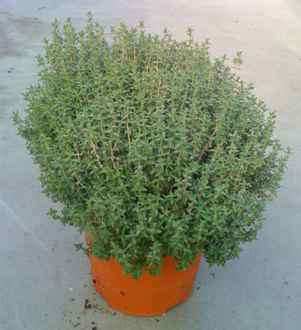 El Bosque de Neem: Tomillo