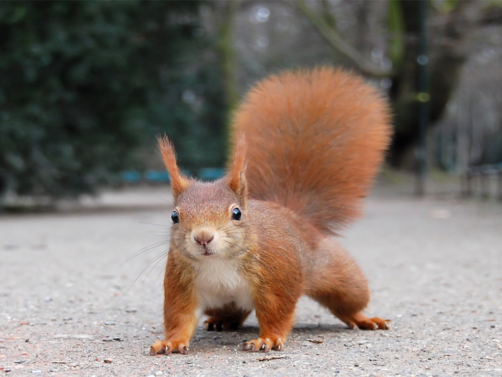 Hamster Help: Esquilo Vermelho