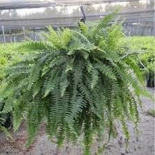 Pakis Boston ( Pakis Pedang ) - Tanaman Hias