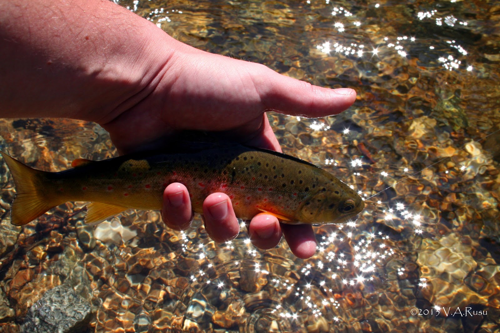 Vladys Fly Fishing Lair: Killer Dry Fly - Modified Jingler (Part I)