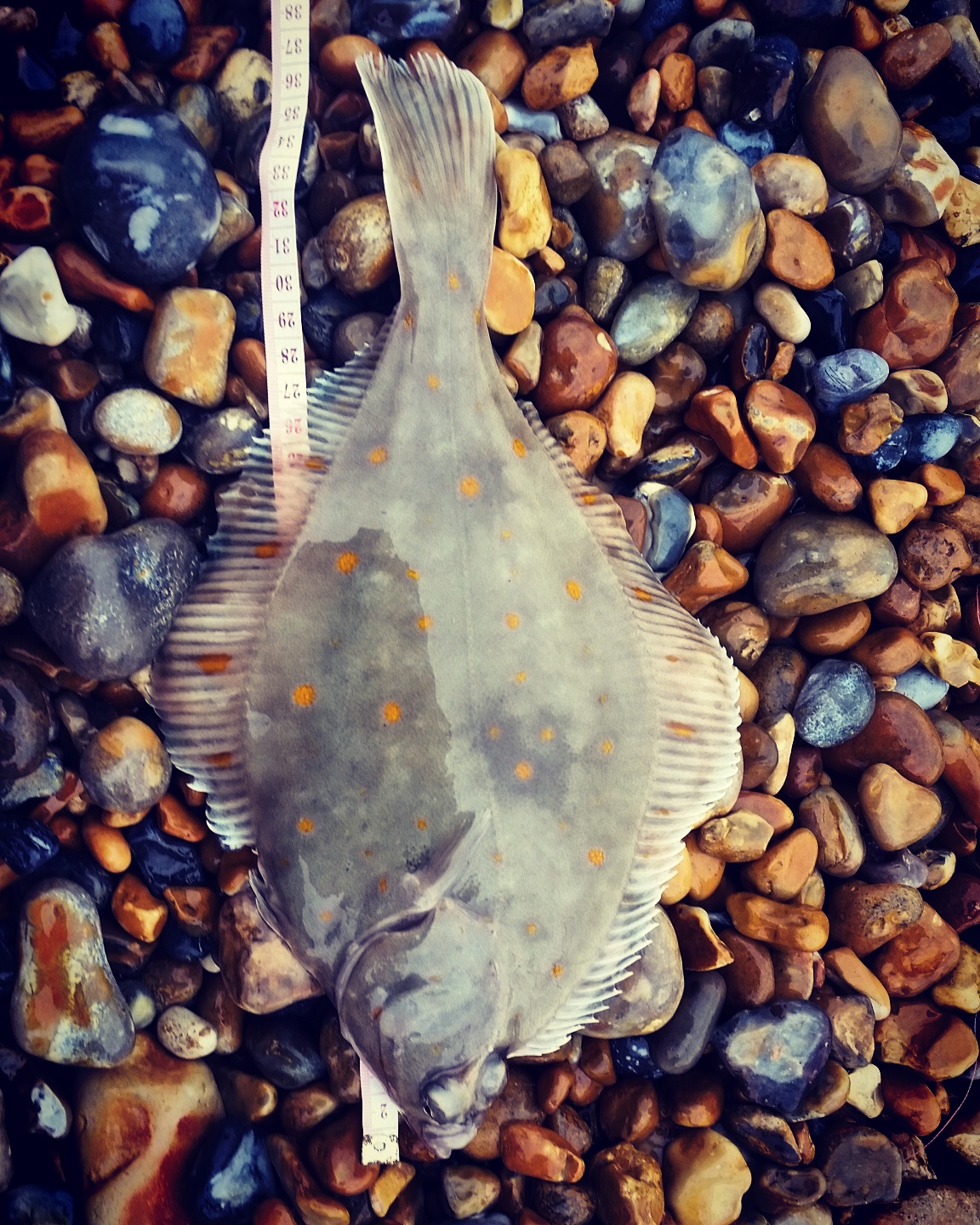 Fish Hooked: Plaice Fishing. Hastings
